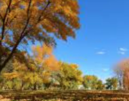 Parkland County Acreage Market Overview: October 2025